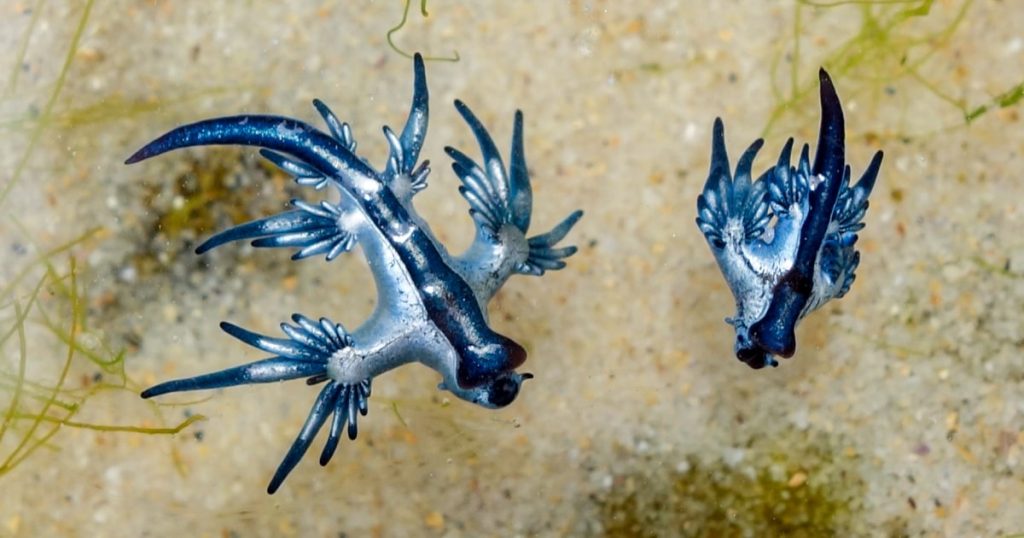 Tempted to touch this beautiful sea creature on the beach? Its venomous ...