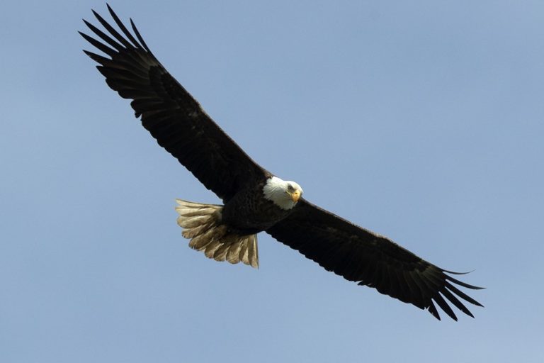 The bald eagle is officially designated the national bird of the United ...